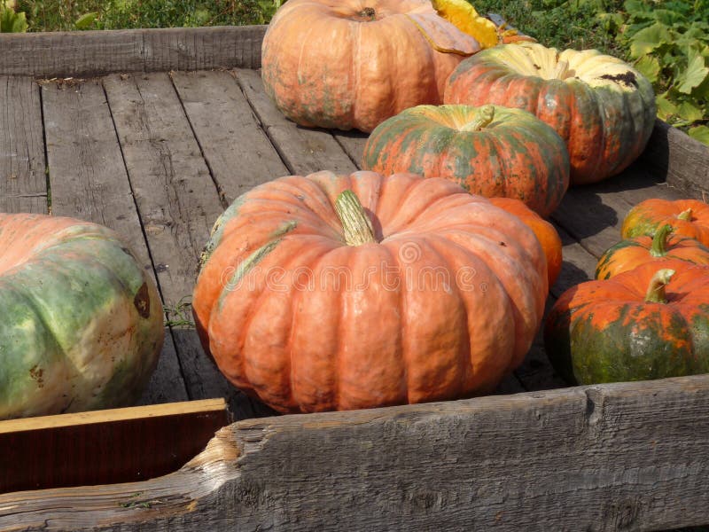 Large Ripe Pumpkin on the Grass Stock Image - Image of gardening ...