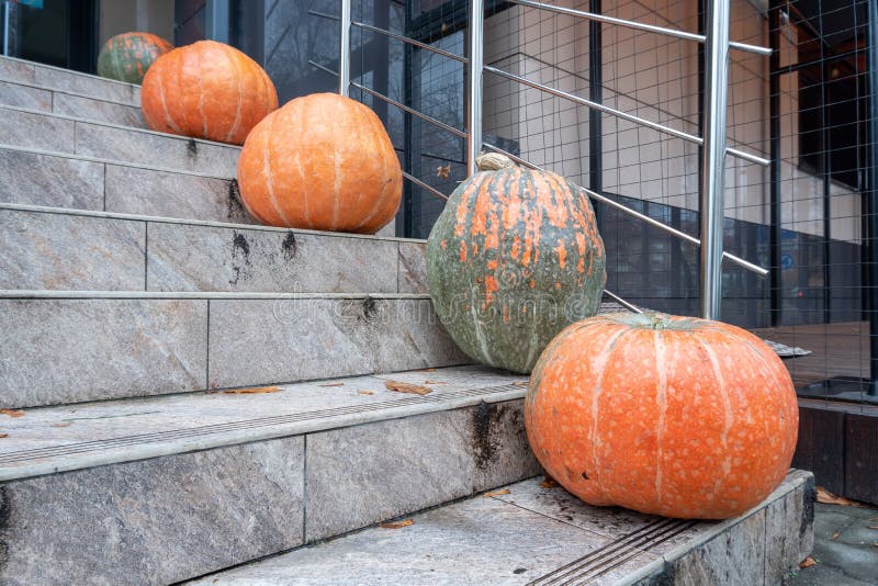 Large Ripe Pumpkins are Laid Out Vertically in a Row on the Steps ...