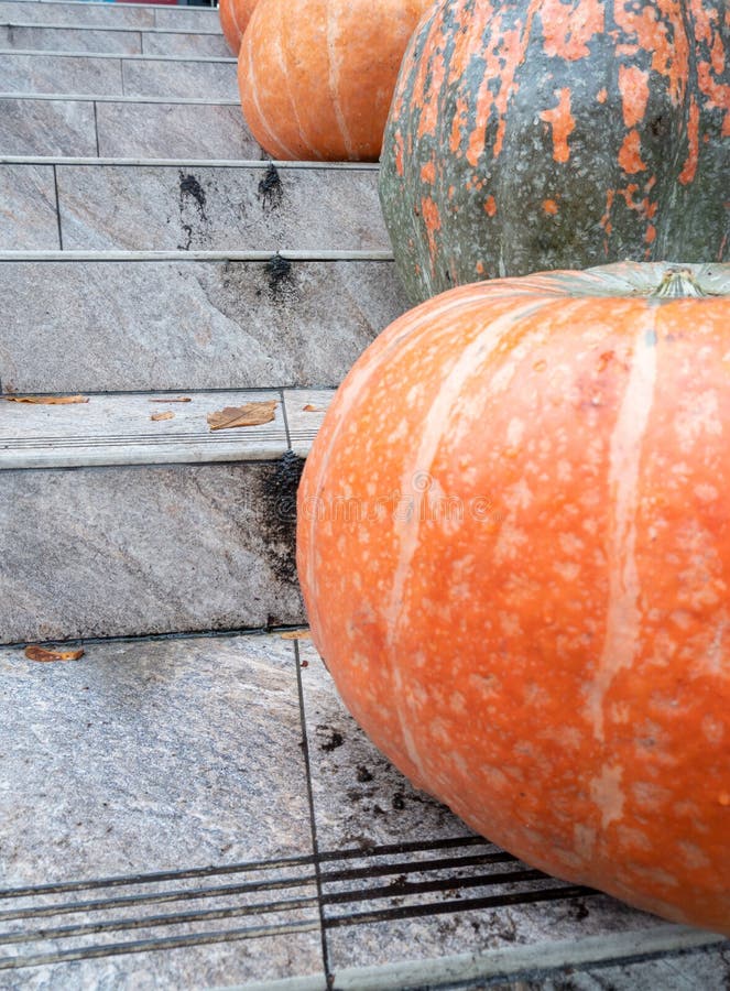 Large Ripe Pumpkins are Laid Out Vertically in a Row on the Steps ...