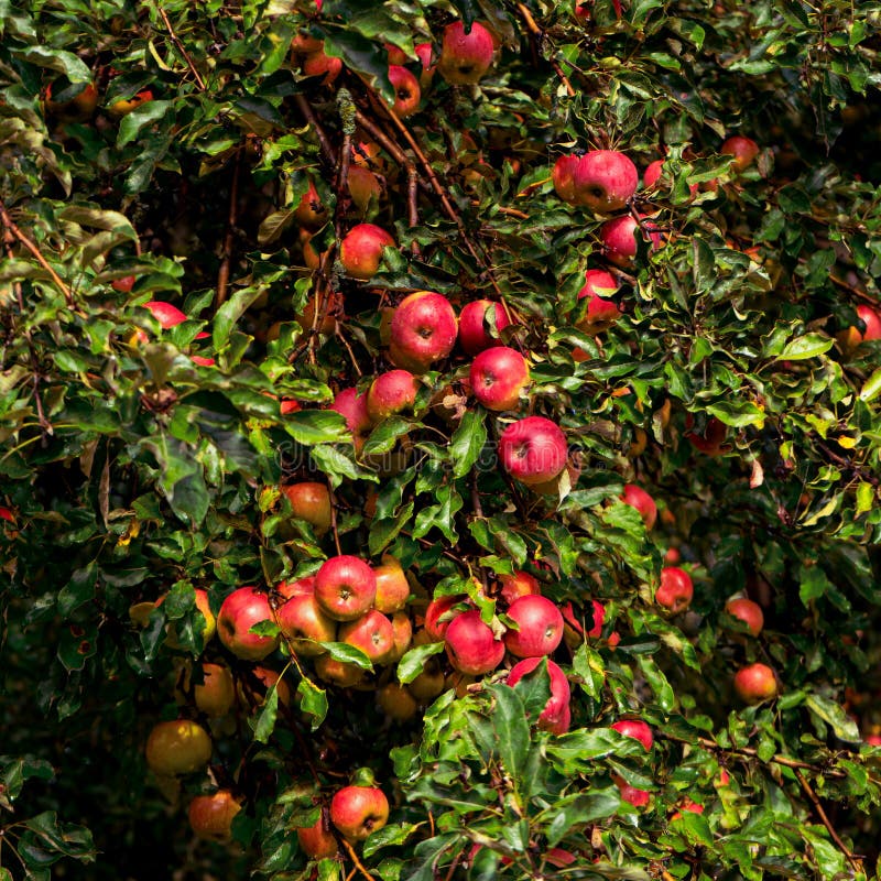 Large ripe red apples stock image. Image of nature, green - 257153045