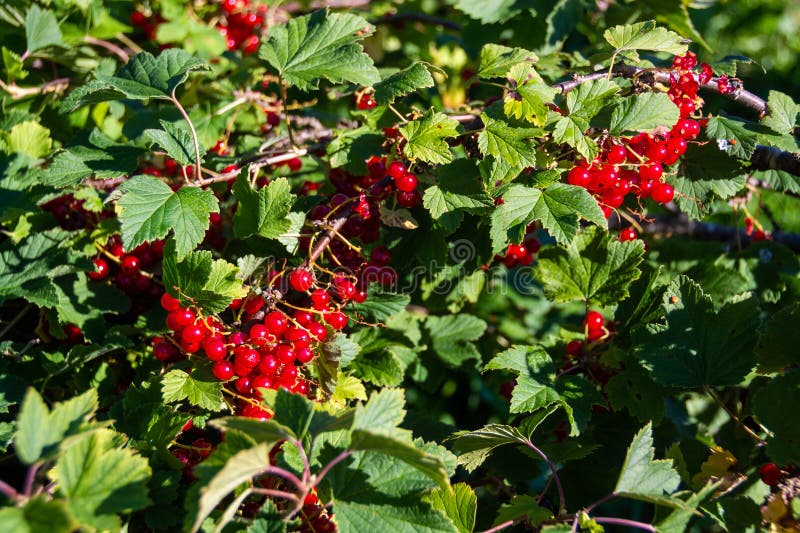 Large Ripe Red Currant Berries Ripened on the Garden Plot. Stock Photo ...