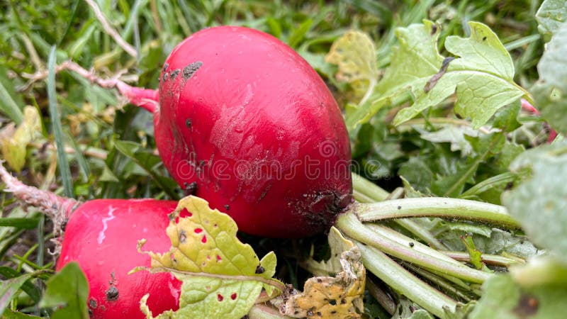 Large Ripe Round Radish on the Grass Stock Photo - Image of green ...