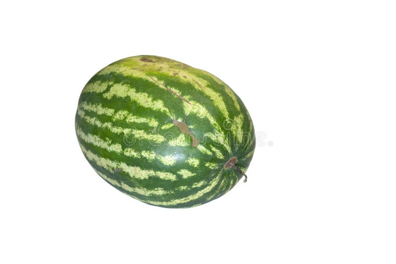 Large Ripe Striped Watermelon Isolated on White Background Stock Image ...