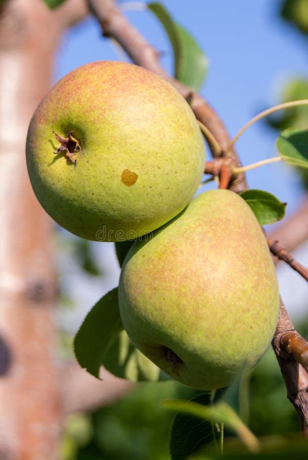 Large Ripe Varietal Pears are Ripe on the Garden Plot. Harvesting ...