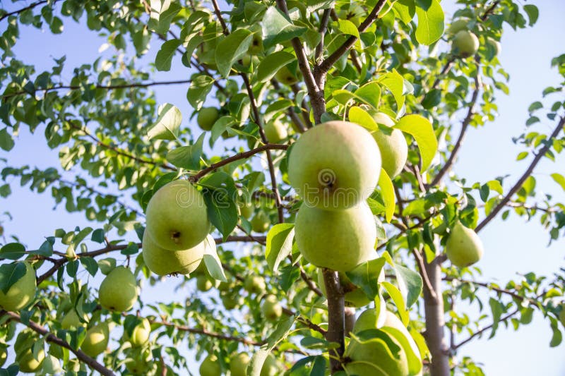 Large Ripe Varietal Pears are Ripe on the Garden Plot. Harvesting ...