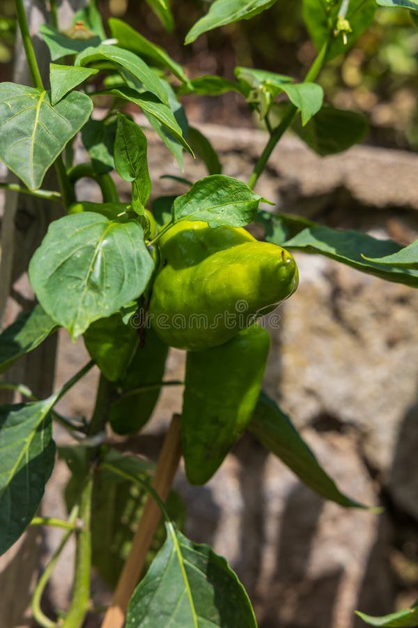 A Large Ripening Green Pepper on a Stalk in the Garden Stock Photo ...