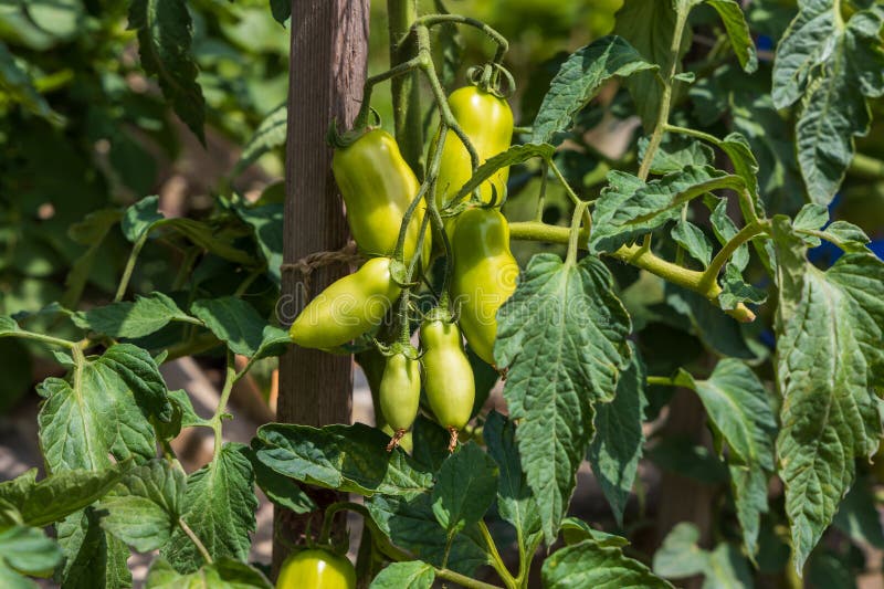 A Large Ripening Green Pepper on a Stalk in the Garden Stock Photo ...