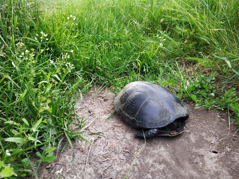 A Large River Turtle Hiding in a Shell on the River Bank Stock Photo ...