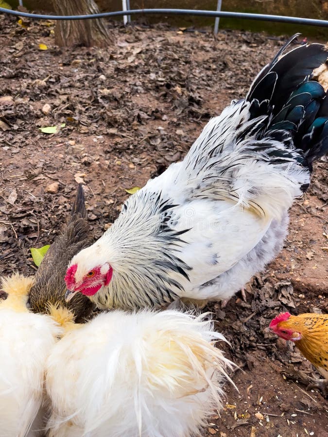 A Large Roaster Feeding on Seeds in a Farm Stock Photo - Image of ...