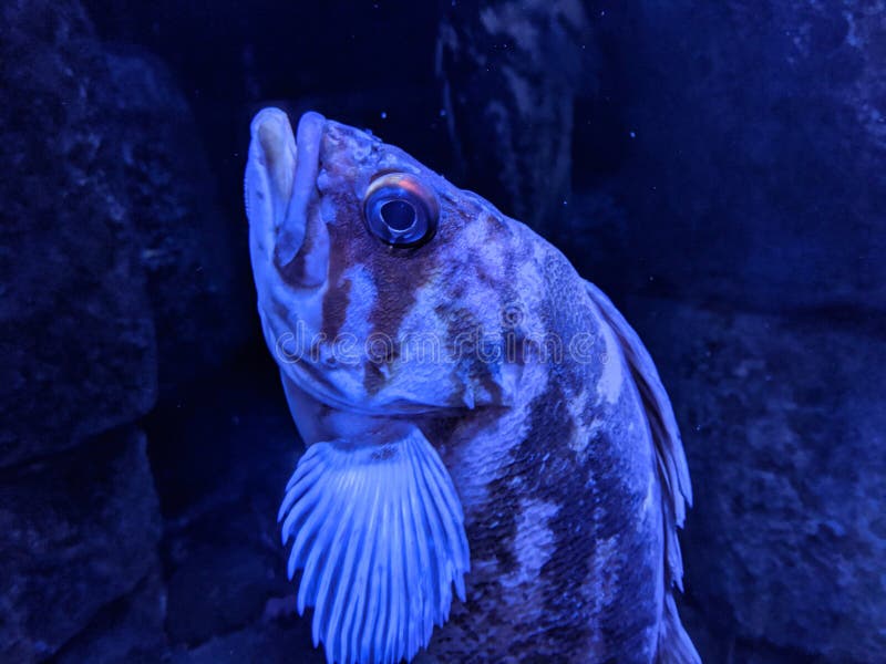 Rock Cod in Aquarium with Blue Lights Stock Photo - Image of blue ...