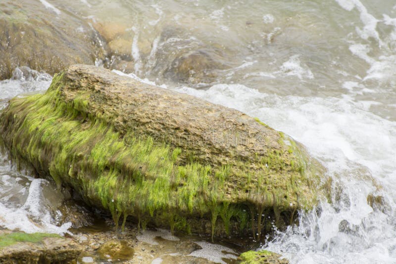 A Large Rock Covered with Green Algae. Sea Surf and Splashing Waves ...
