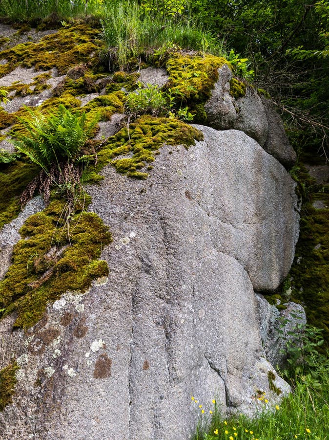 Rock Covered in Moss with White Background Behind it. Generative AI ...