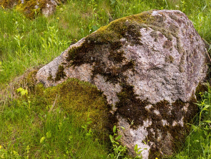 Rock Covered in Moss with White Background Behind it. Generative AI ...