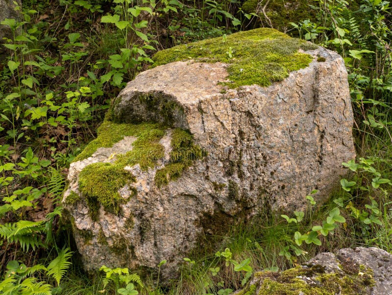 Rock Covered in Moss with White Background Behind it. Generative AI ...