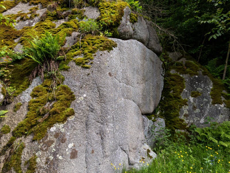 Rock Covered in Moss with White Background Behind it. Generative AI ...