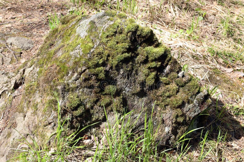 A Large Rock in the Forest Covered with Moss Stock Image - Image of ...