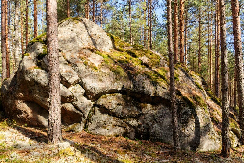 Large rock in forest stock photo. Image of evergreen - 108017222