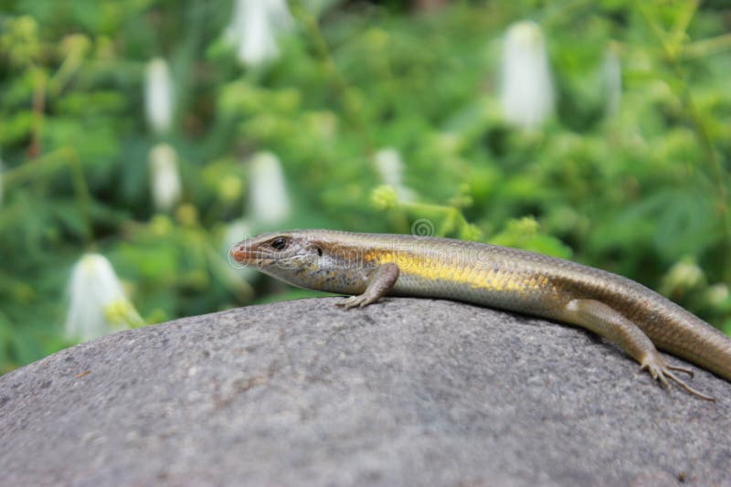 On a Large Rock, a Lizard Was Sunbathing. Stock Image - Image of animal ...