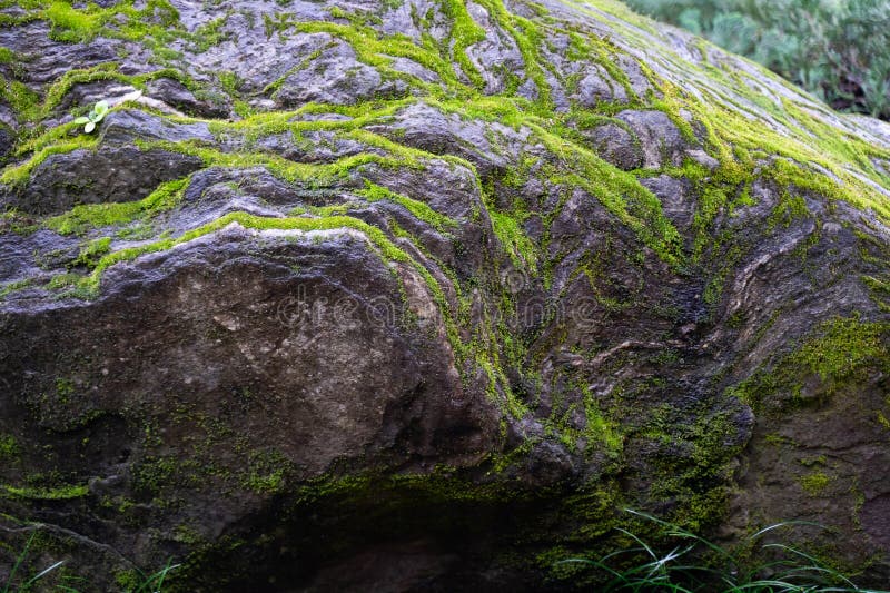 A Large Rock with Moss on it in a Natural Pattern Stock Image - Image ...