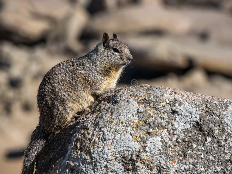 Fat Rock Squirrel Close Up stock photo. Image of close - 215085876