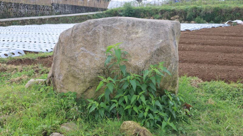 Large Rock Surrounded by Green Grass As Nature Background Stock Image ...