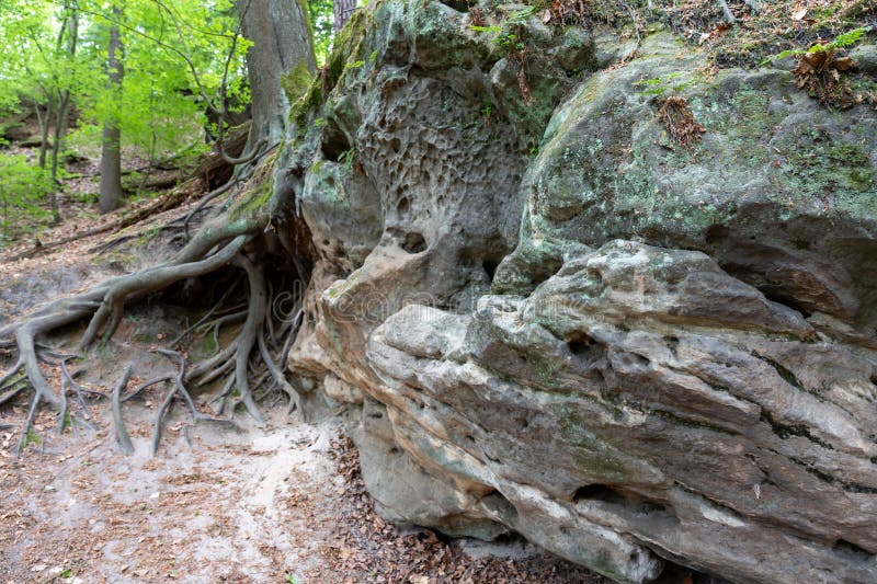 A Large Rock with a Tree Growing Out of it Stock Photo - Image of ...