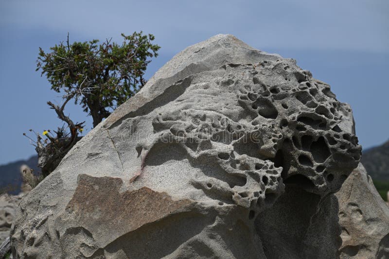 Large Rock with a Tree Sprouting from it Stock Photo - Image of life ...
