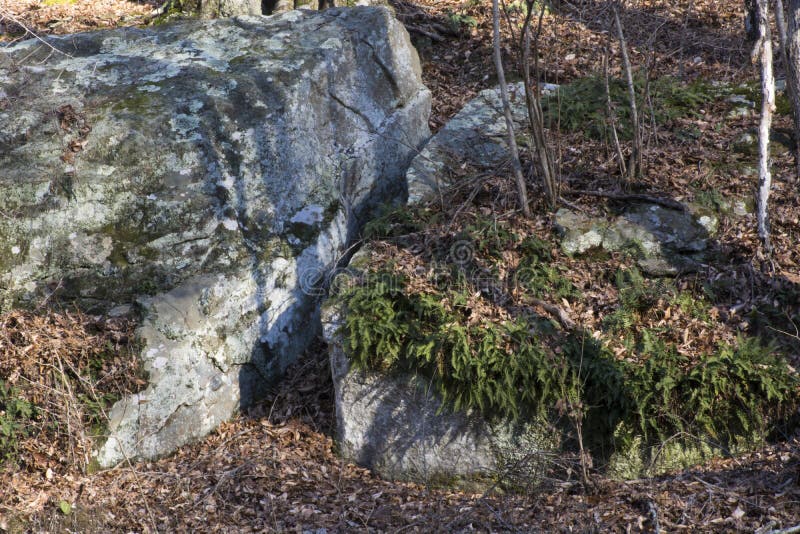 Large Boulders in the Forest Stock Image - Image of forest, tree: 134811585
