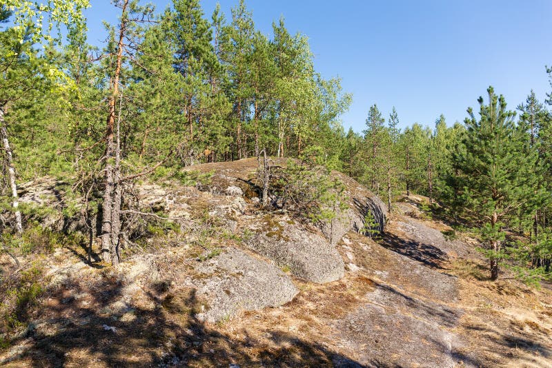 Large rocks in the forest stock photo. Image of pine - 127565584
