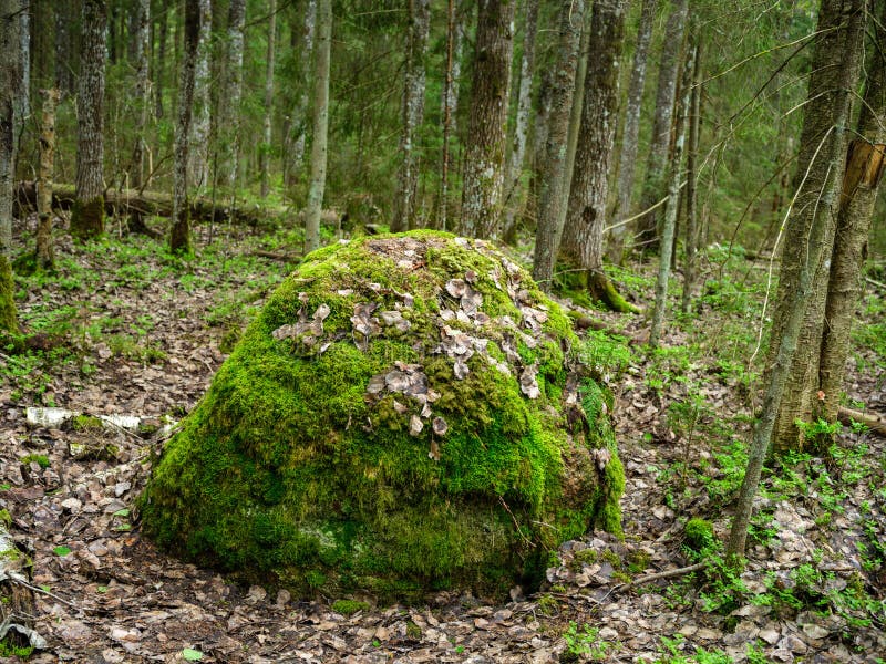 Large Rocks in Green Summer Forest Stock Image - Image of plant, summer ...