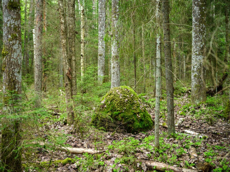 Large Rocks in Green Summer Forest Stock Photo - Image of plant ...