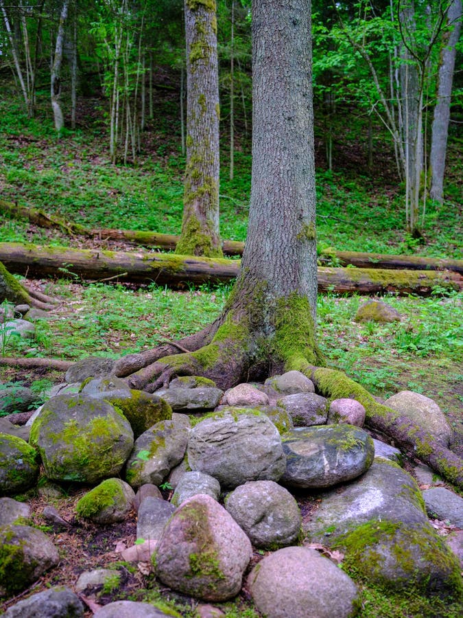 Large Rocks in Green Summer Forest Stock Image - Image of sprucefir ...