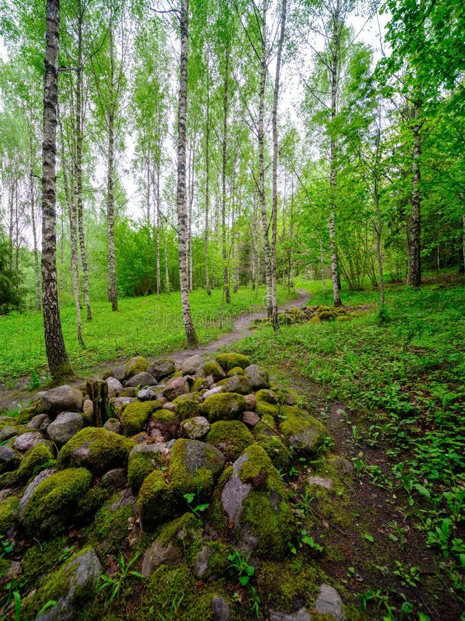 Large Rocks in Green Summer Forest Stock Image - Image of moss, grove ...