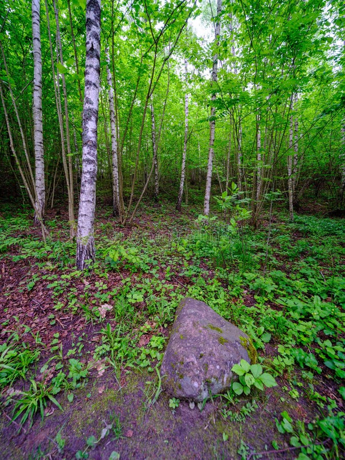 Large Rocks in Green Summer Forest Stock Photo - Image of natural ...