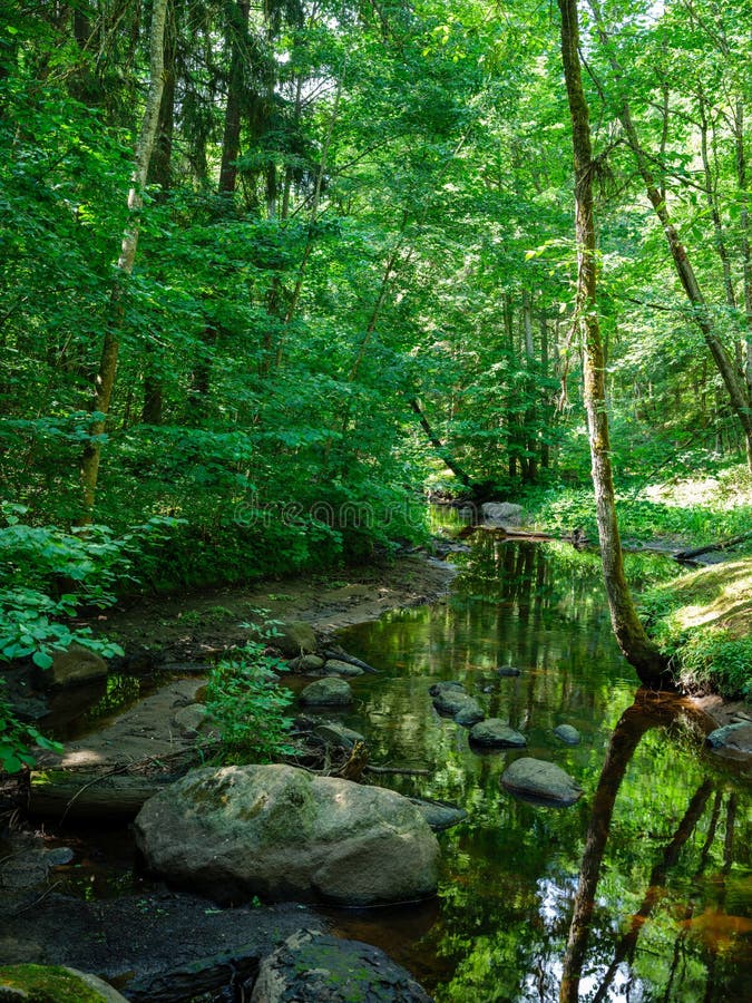 Large Rocks in Green Summer Forest Stock Image - Image of jungle ...