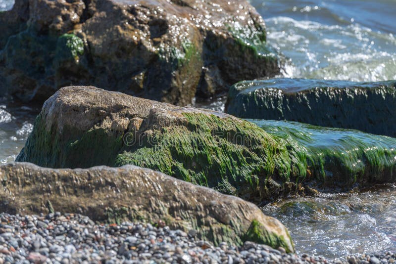 Large Rocks with Moss at Lake Ontario, Pebbles on Beach Stock Photo ...