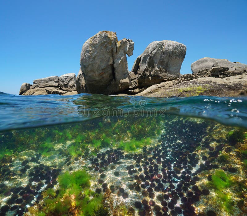 Large Rocks on the Ocean Shore with a Group of Sea Urchins Underwater ...
