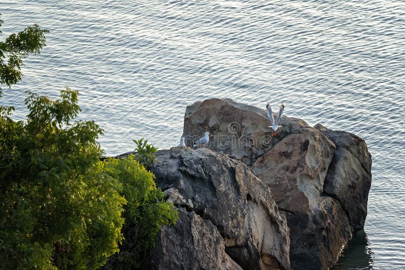 On Large Rocks Seagulls Perch Stock Image - Image of rock, avian: 251257793