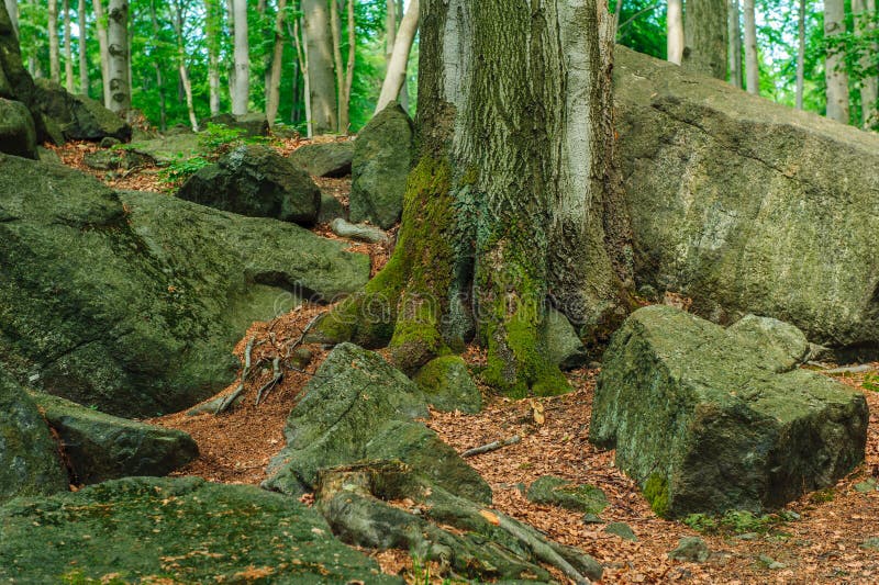 Old Tree Growing between Rocks Stock Photo - Image of spring, rocks ...