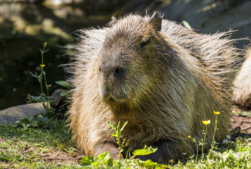 Capybara in the sun stock image. Image of cabybaras - 121844677