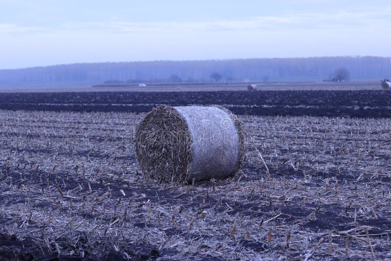 Large Rolled Bales of Straw Used for Stables Stock Photo - Image of ...