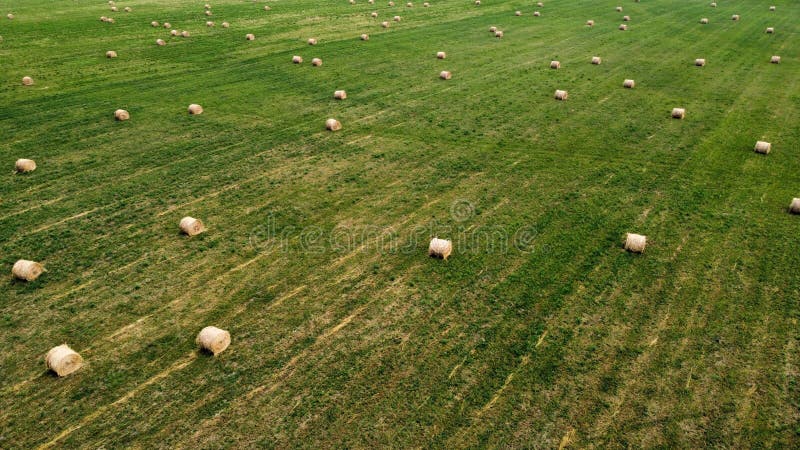 Large Rolls of Hay are Scattered Over Wide Open Fields To Dry Stock ...