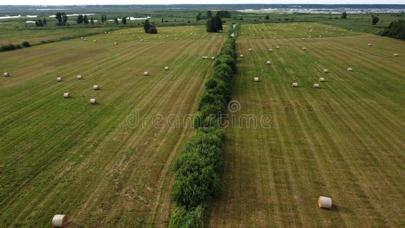 Large Rolls of Hay are Scattered Over Wide Open Fields To Dry Stock ...