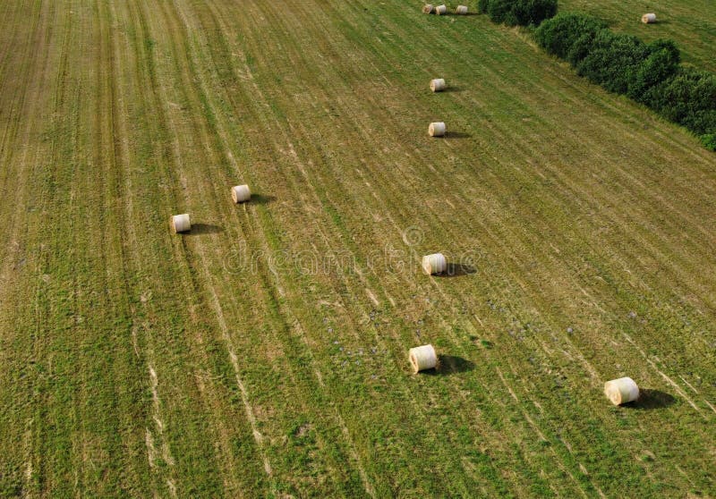 Large Rolls of Hay are Scattered Over Wide Open Fields To Dry Stock ...