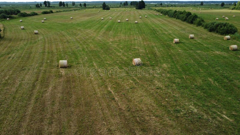 Large Rolls of Hay are Scattered Over Wide Open Fields To Dry Stock ...