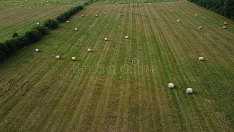 Large Rolls of Hay are Scattered Over Wide Open Fields To Dry Stock ...