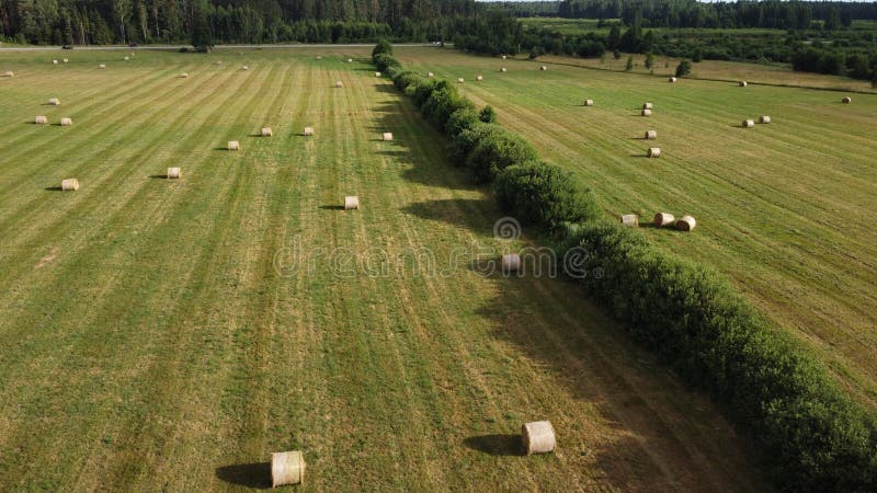 Large Rolls of Hay are Scattered Over Wide Open Fields To Dry Stock ...