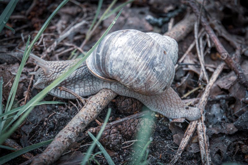 Large Roman Snail Crawls Across the Damp Forest Floor Stock Image ...