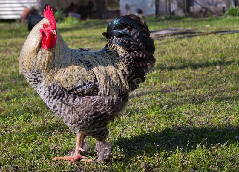 Large rooster stock photo. Image of galliformes, livestock - 31437828