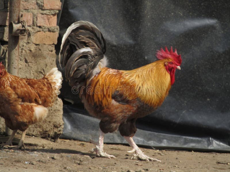Big rooster stock photo. Image of wing, chicken, grazing - 274907680